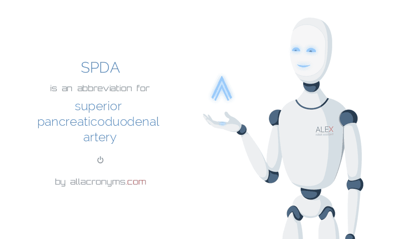 SPDA superior pancreaticoduodenal artery